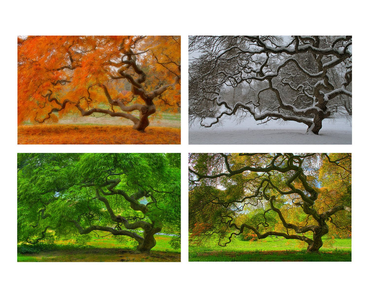 Seasonal Landscape Maintenance: Keeping Your Yard in Top Shape All Yea ...