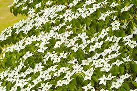 Kousa Dogwood Multi-Stem (Cornus kousa) 8/10' – Fanelli's Landscape Supply