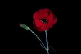 American Pie Cherry Pie Dianthus 2Gal – Fanelli's Landscape Supply