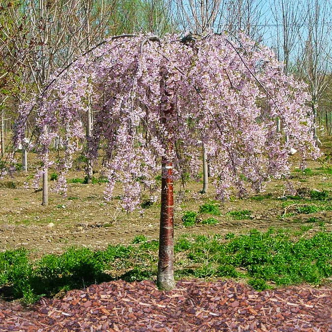 Pink Weeping Cherry Tree Prunus subhirtella var. pendula 15 Gal 6/8 ...