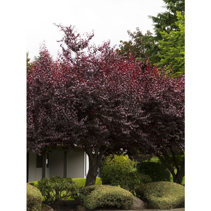 🌸 KV Purpleleaf Plum (Prunus cerasifera ‘Krauter Vesuvius’) – Fanelli's ...