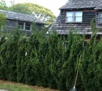 Robusta Green Juniper Juniperus chinensis 'Robusta Green' #5- 30-36 ...