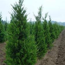 Robusta Green Juniper Juniperus chinensis 'Robusta Green' #5- 30-36 ...